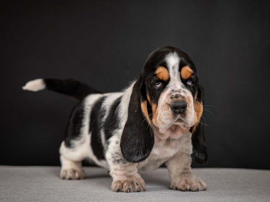 Бассет хаунд девочка черно-белая