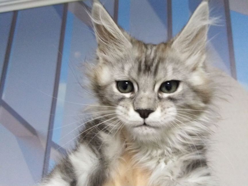 Кошечка