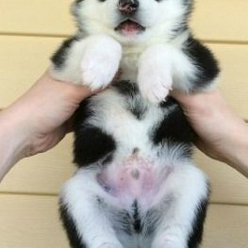 Сибирские хаски - великолепные щенки