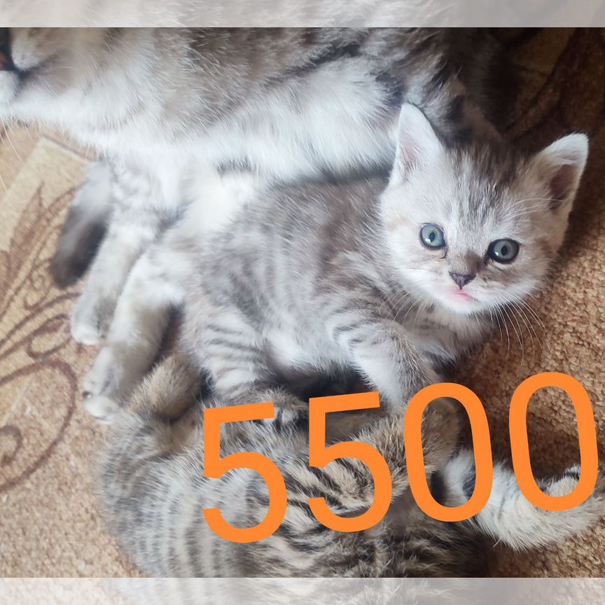 Шотландский прямоухий короткошёрстный котёнок