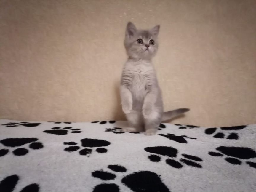 Британские котята