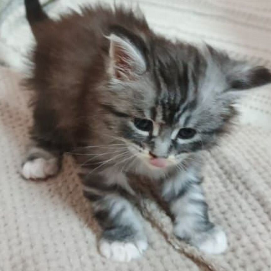 Мейн-кун котёнок