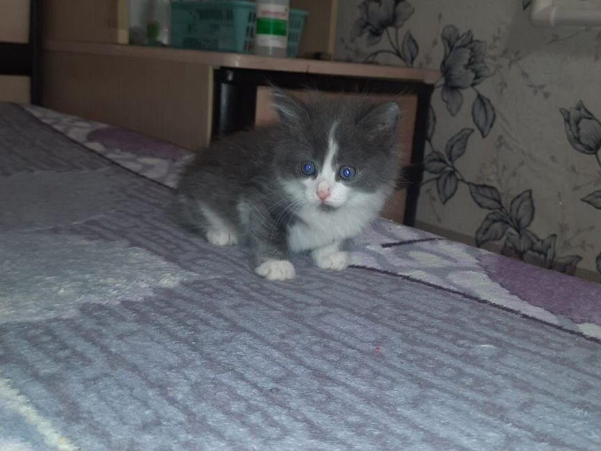 Сибирский котик