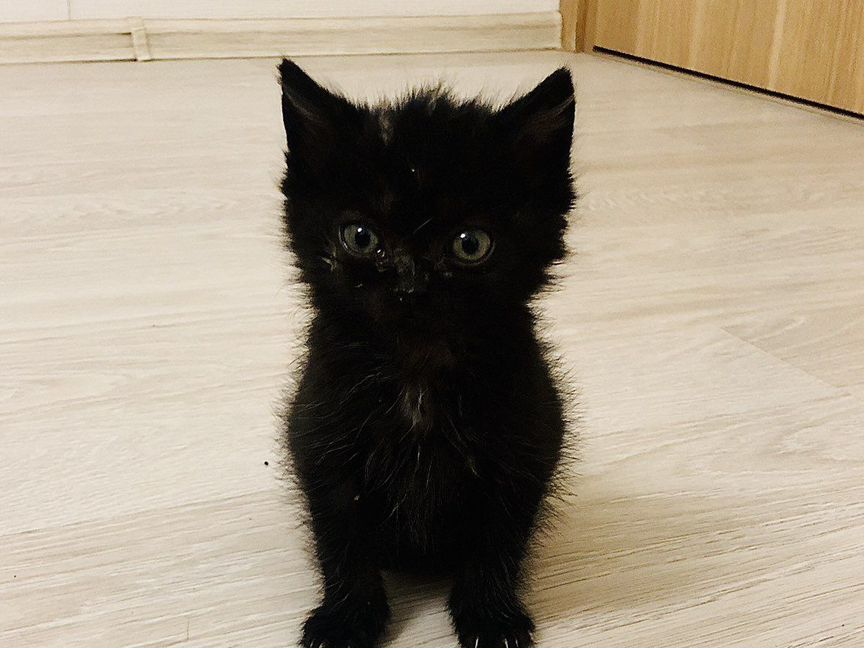 Котята в добрые руки (мальчик)