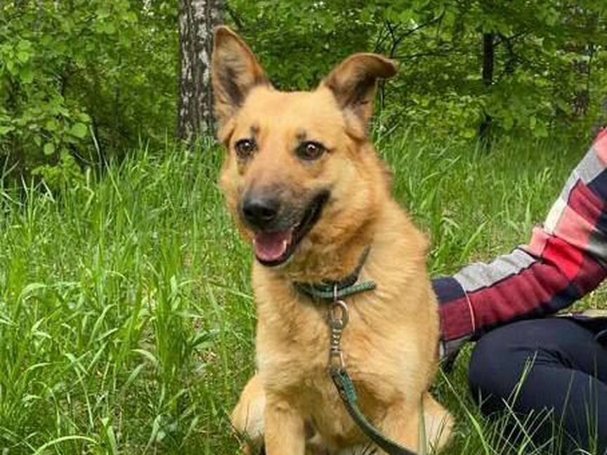 Лили, близкий метис овчарки ищет дом