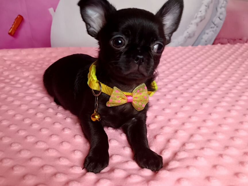 Девочка чёрная пантерка