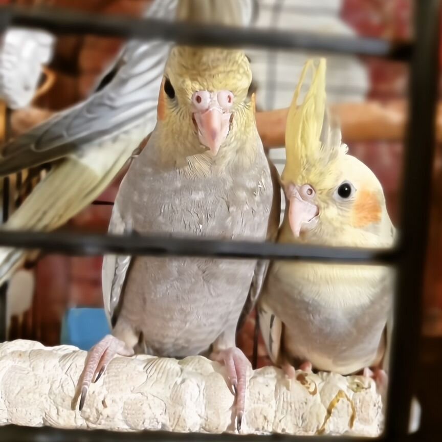 Попугай птенцы кореллы