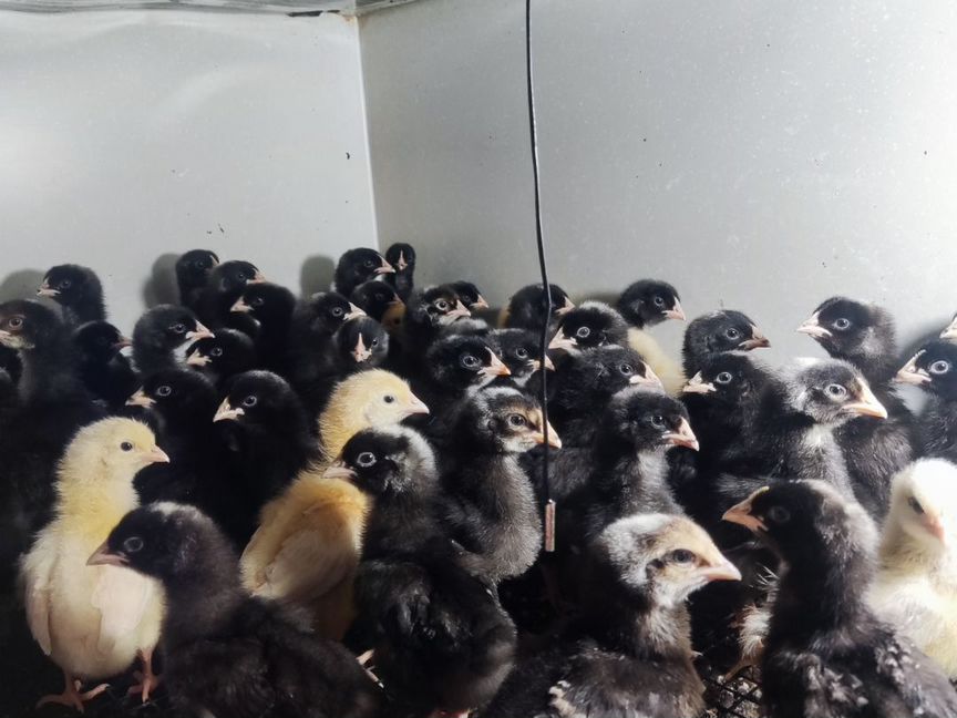 Цыплята доминант 959, крапчатый