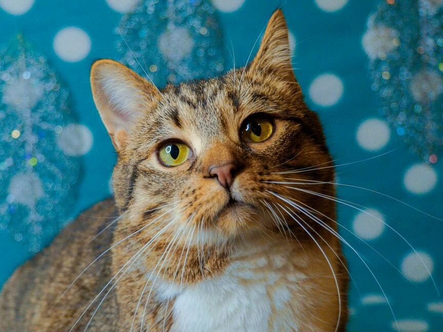Котенок Тоша, 1 год