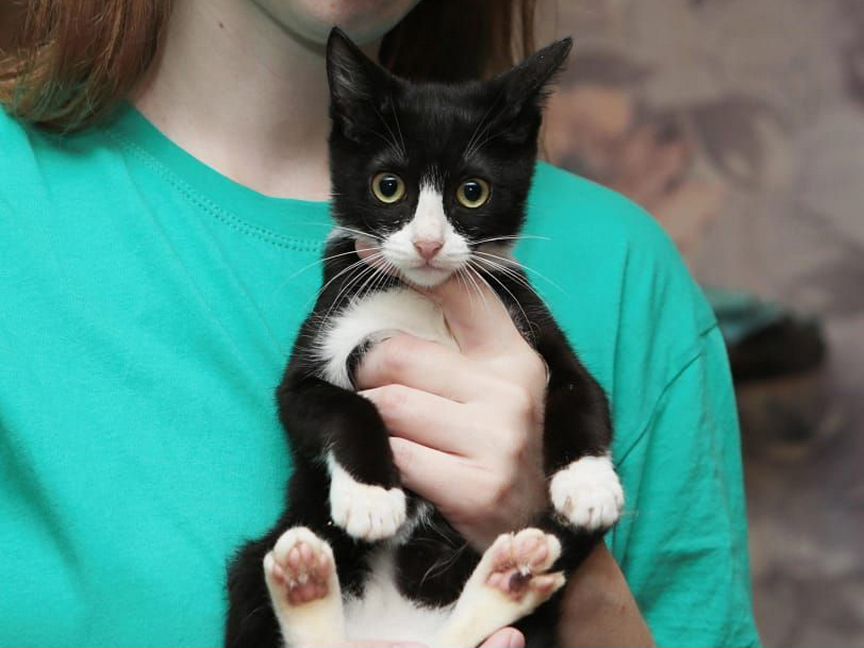 Котенок в добрые ручки