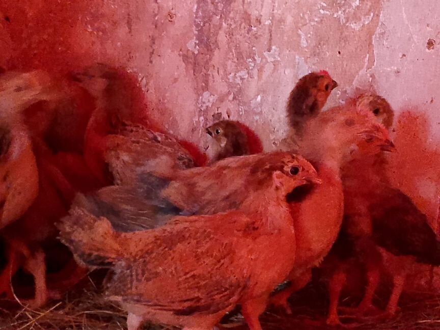 Куры молодки