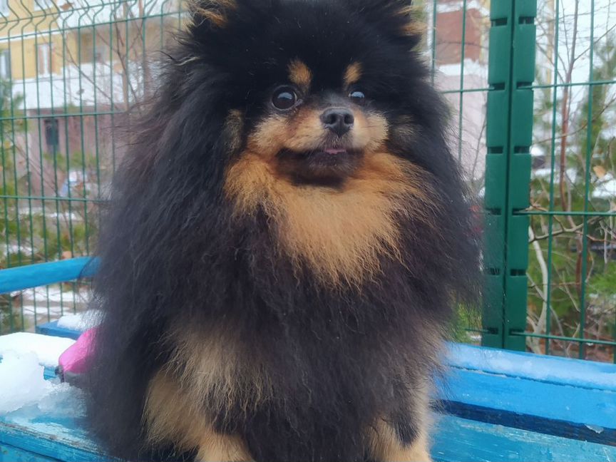 Померанский шпиц мини. Щенки