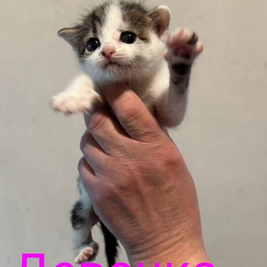 Котят выбросили умирать