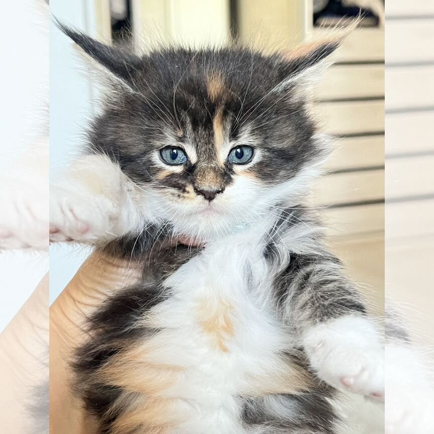 Мейн-кун котёнок