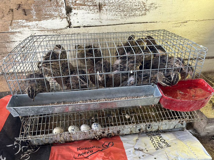 Клетка для перепелок