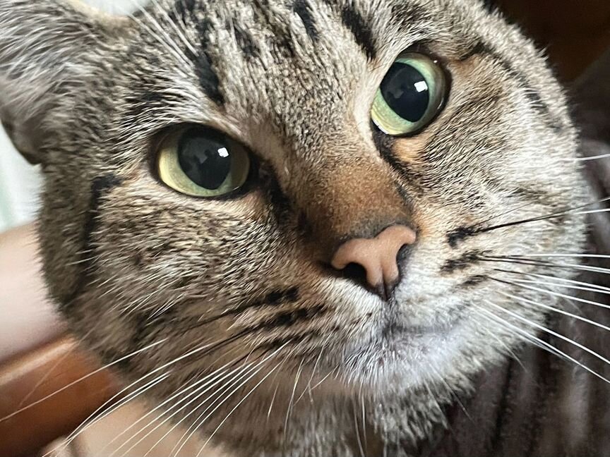 Котик Табак ищет дом