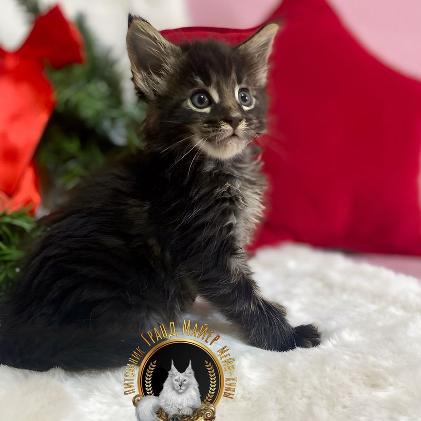 Мейн-кун котёнок