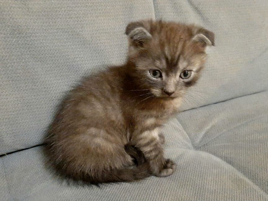 Шотландский котенок (цвет серо-перьевой)