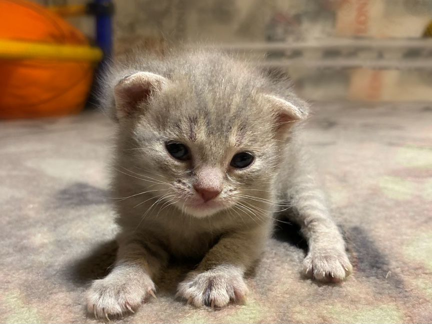 Ласковые пушки шотландской породы