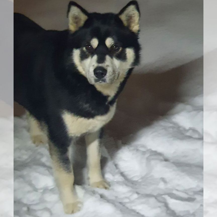 Взрослая собака в добрые руки