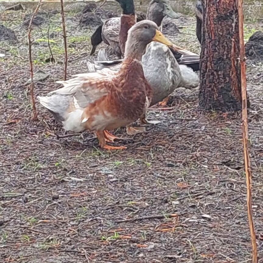 Утки породы голубой фаворит