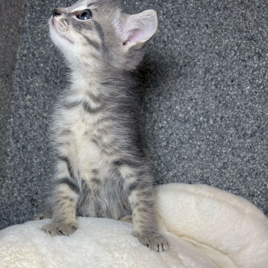 Котенок