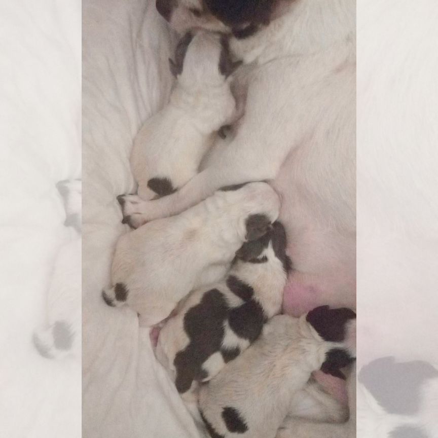 Щенки чихуахуа стандарт мальчики