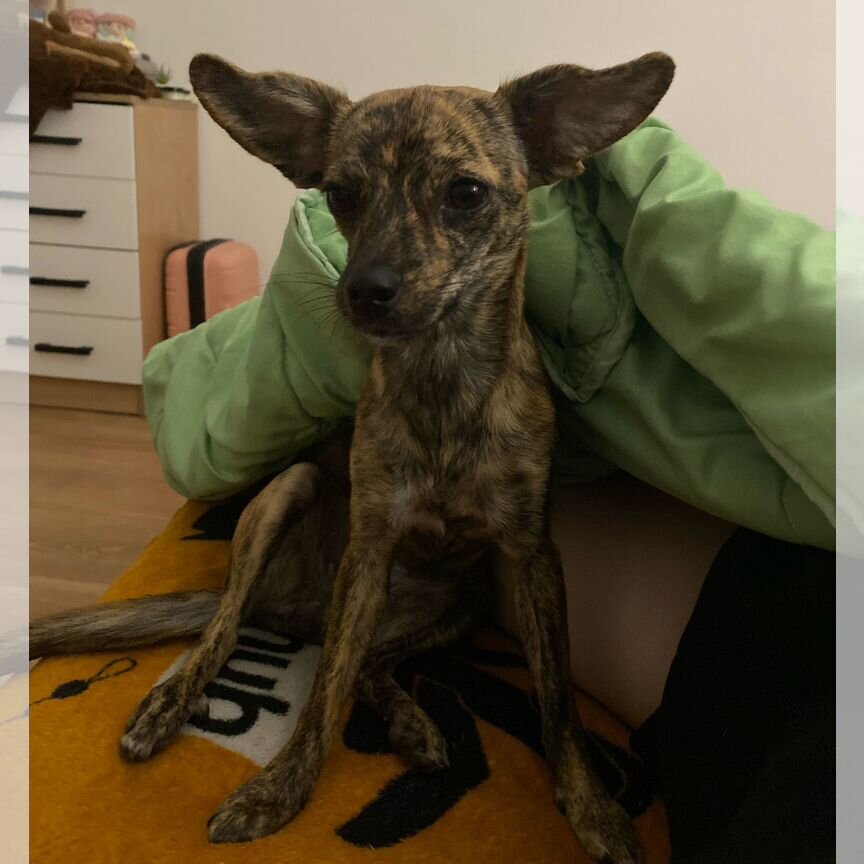 Щенок в добрые руки