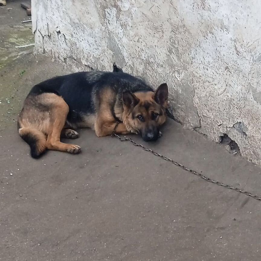 Восточноевропейская овчарка, взрослая собака