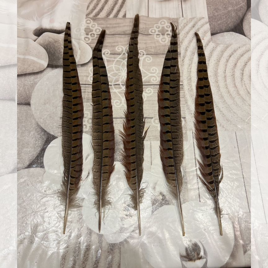 Перо фазана