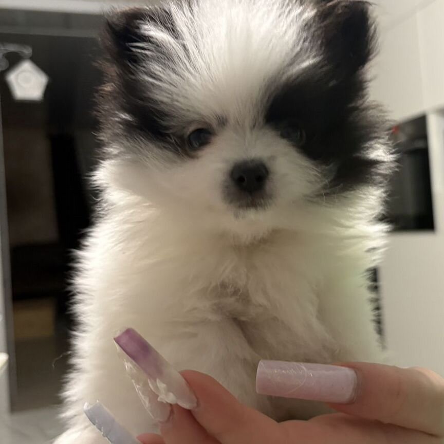 Померанский шпиц, щенок