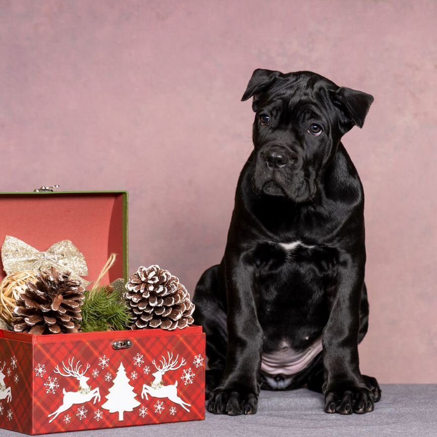 Кане-корсо, щенок