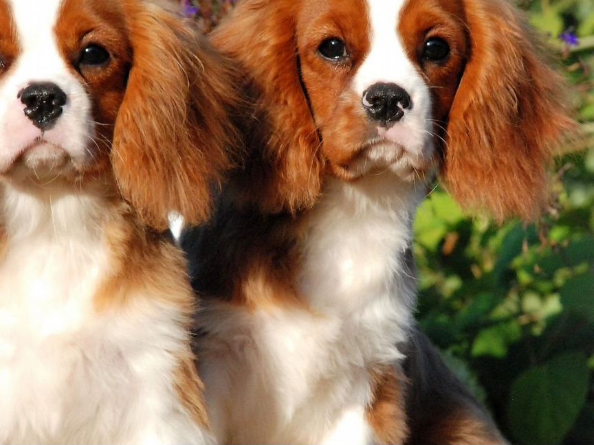 Кавалер кинг чарльз спаниель девочки