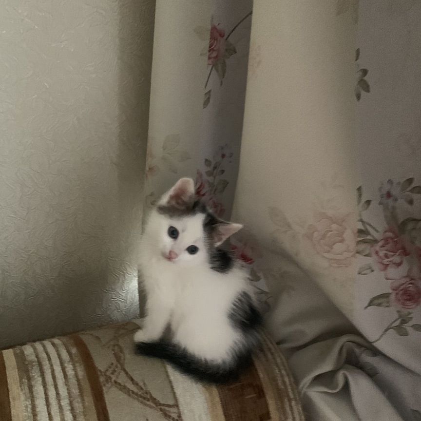 Котенок (мальчик)