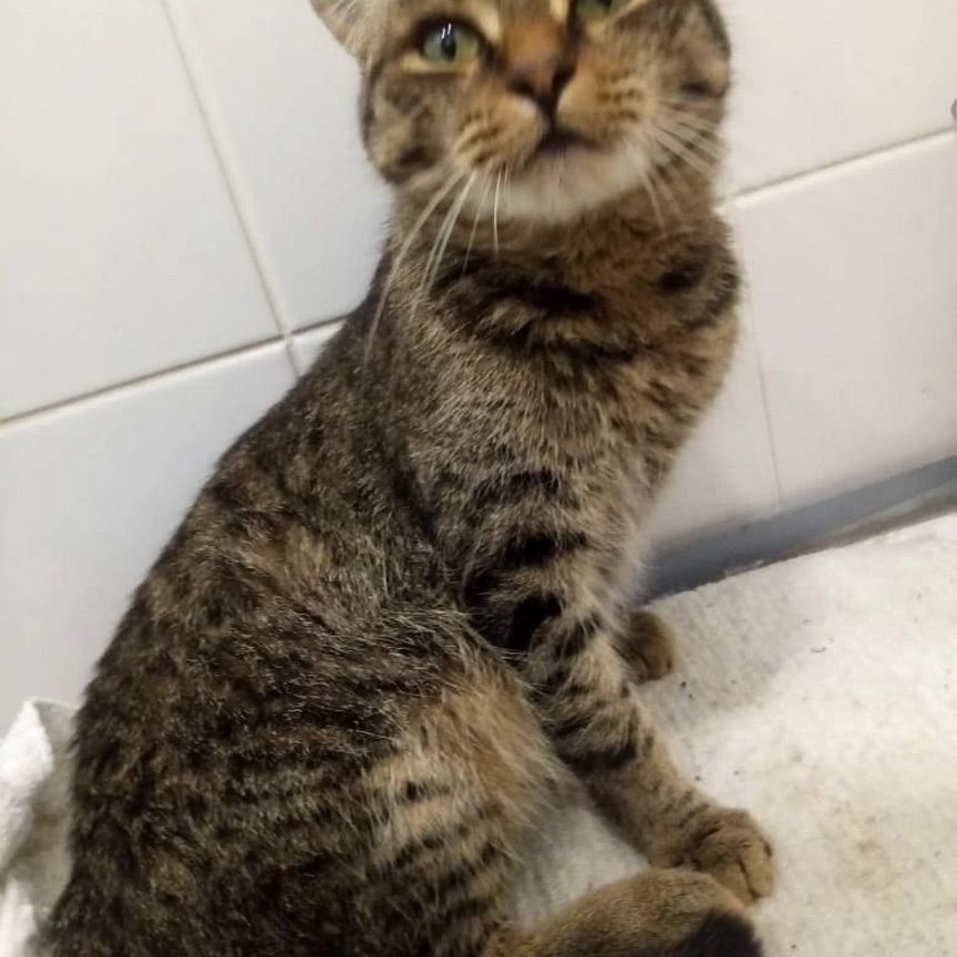 Ищет дом никому ненужный кот