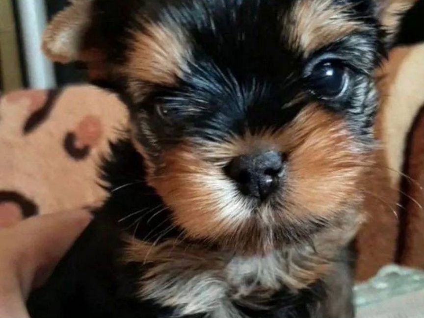 Йоркширский терьер щенки