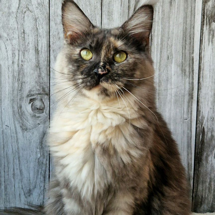 Мейн кун кошка