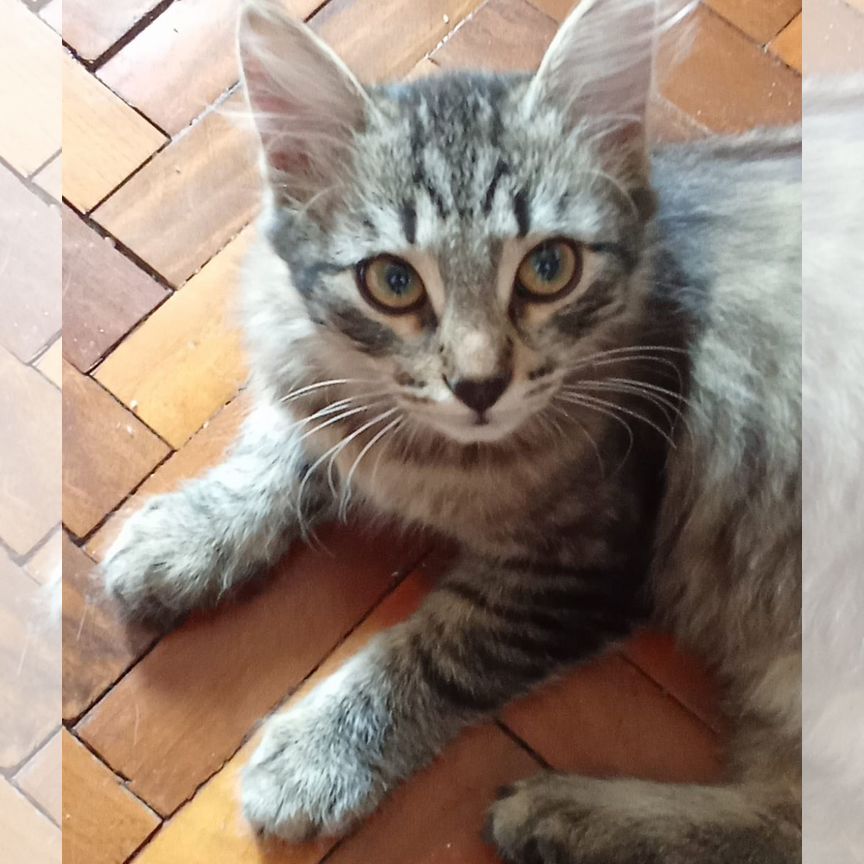 Котенок в добрые руки бесплатно