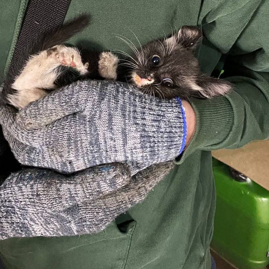 Котенок девочка Лабубу в добрые руки