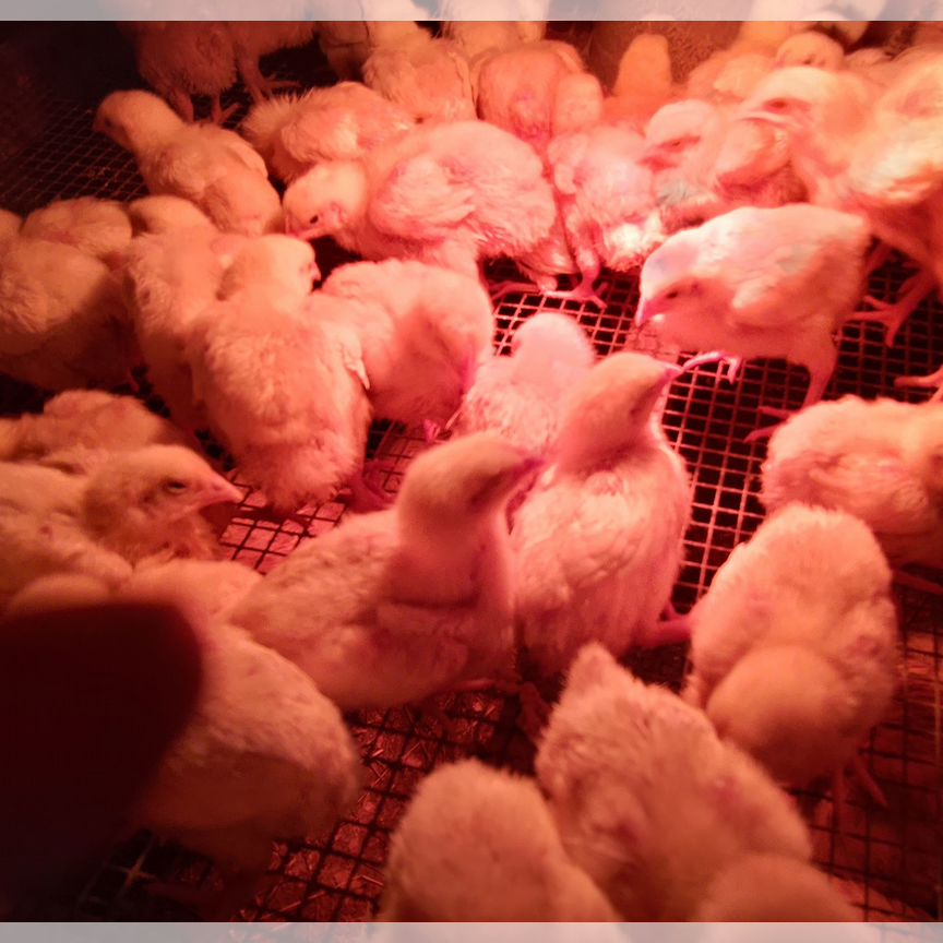 Цыплята бройлера