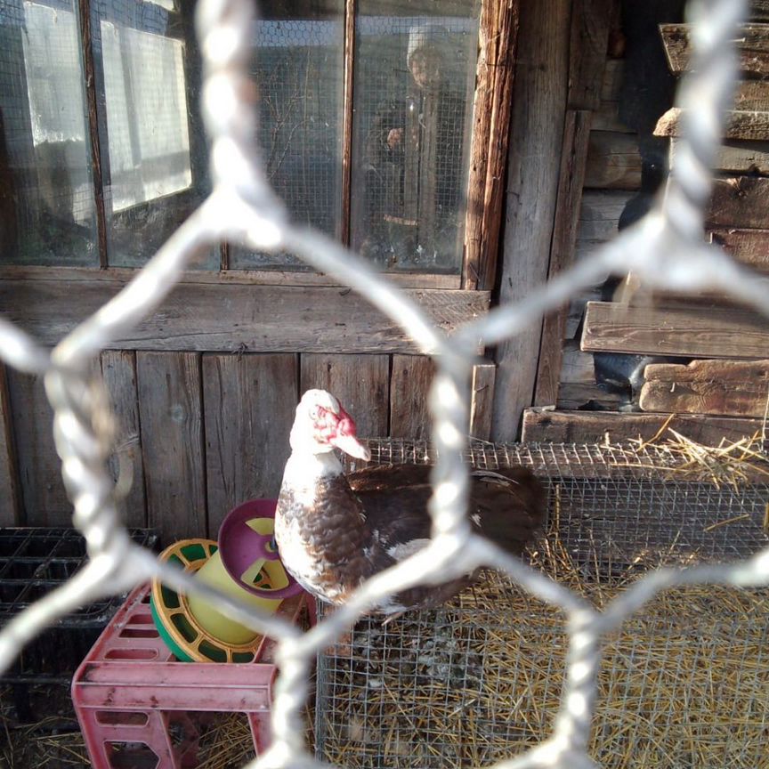 Продам утку