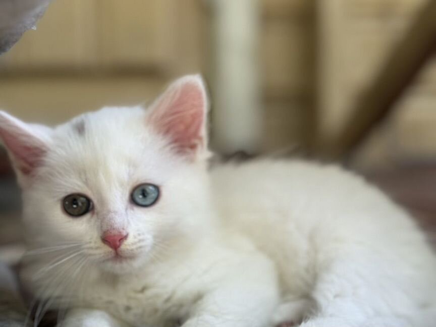 Котята только в добрые и заботливые руки