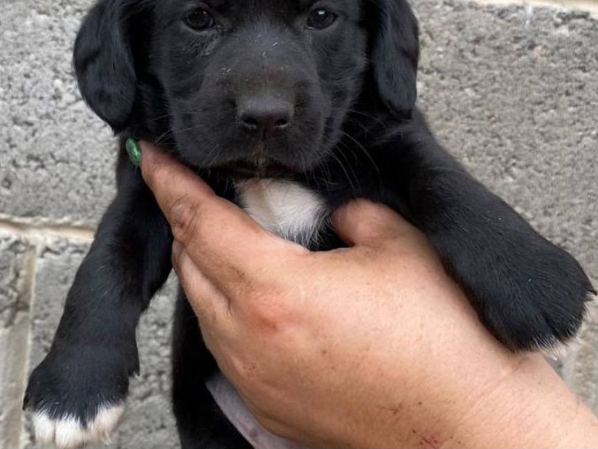 Щенки русского охотничьего спаниеля