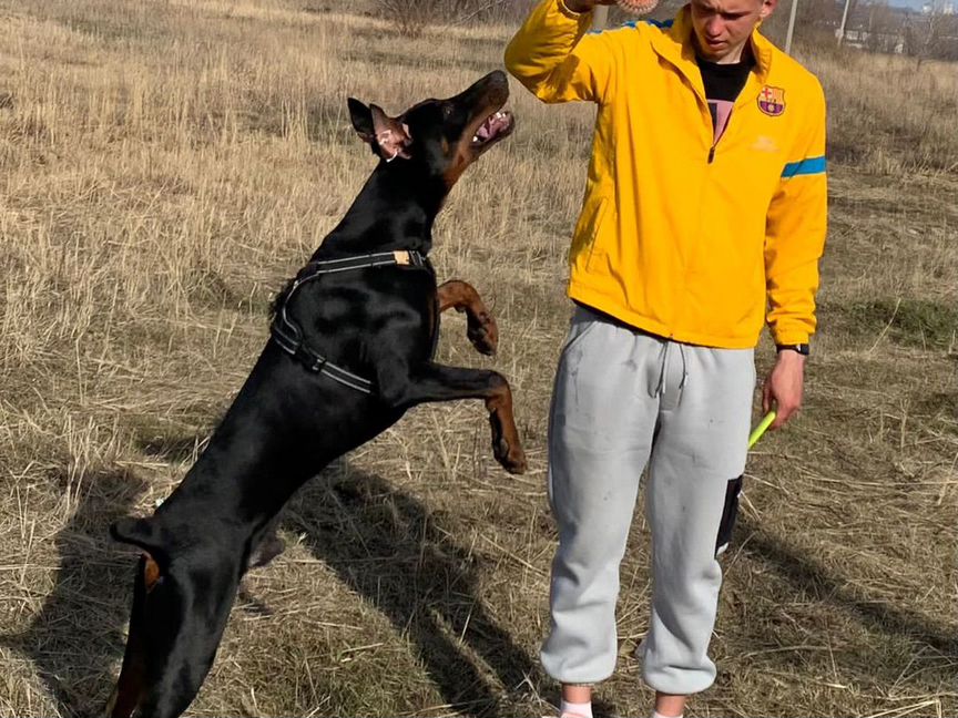 Доберман щенки