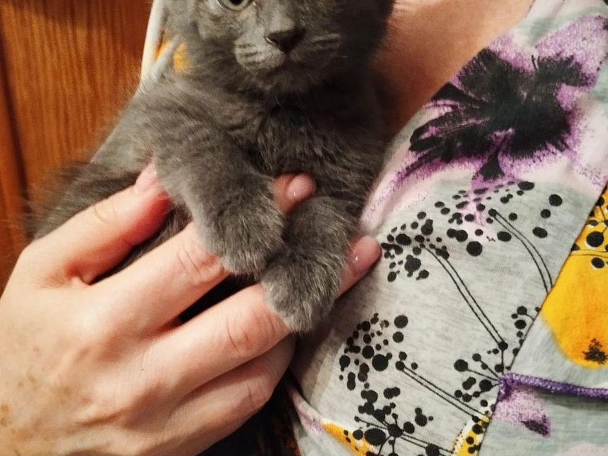 Котенок серый мальчик 1,5 мес