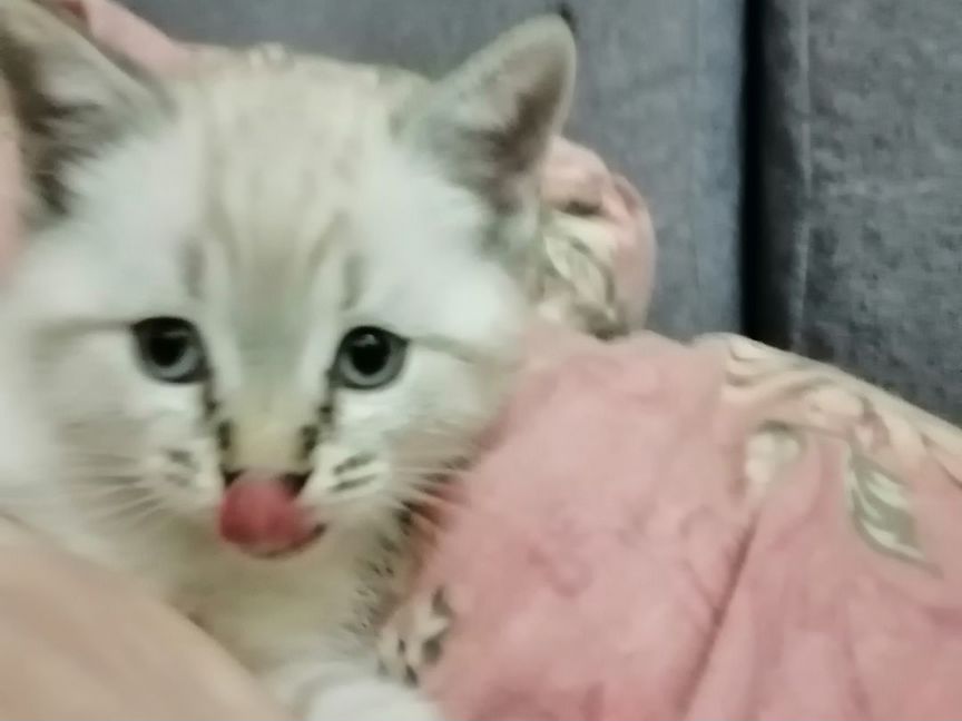 Бенгальские котята в добрые руки