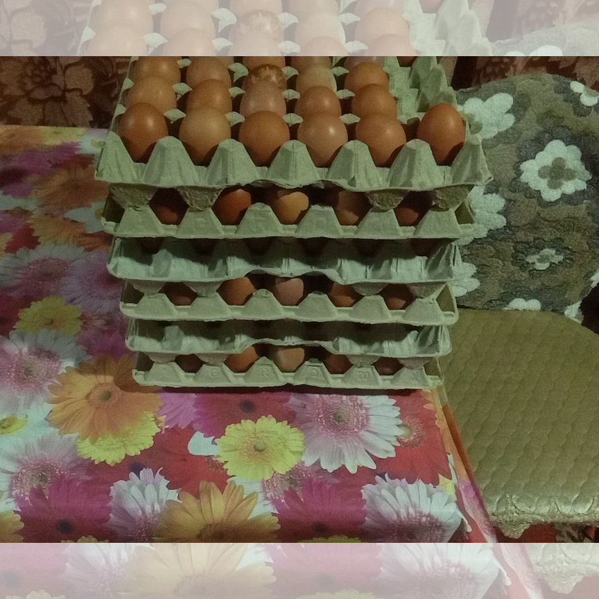 Куры несушки