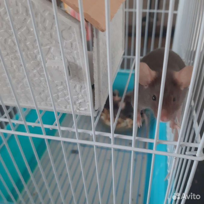 Декоративные мышки - маленькие друзья для ребенка