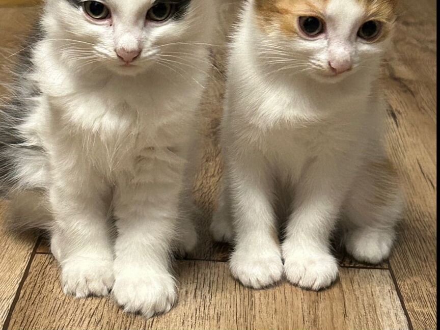 Котята котенок в добрые руки