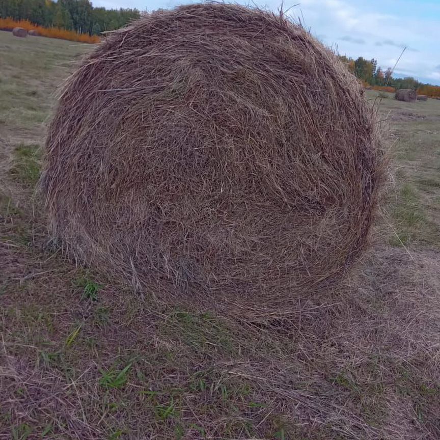 Сено в тюках
